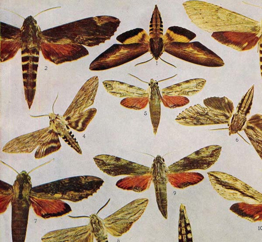 Hycoicas Errinyis Moth Chart 1907 Entomology Natural History Vintage ...