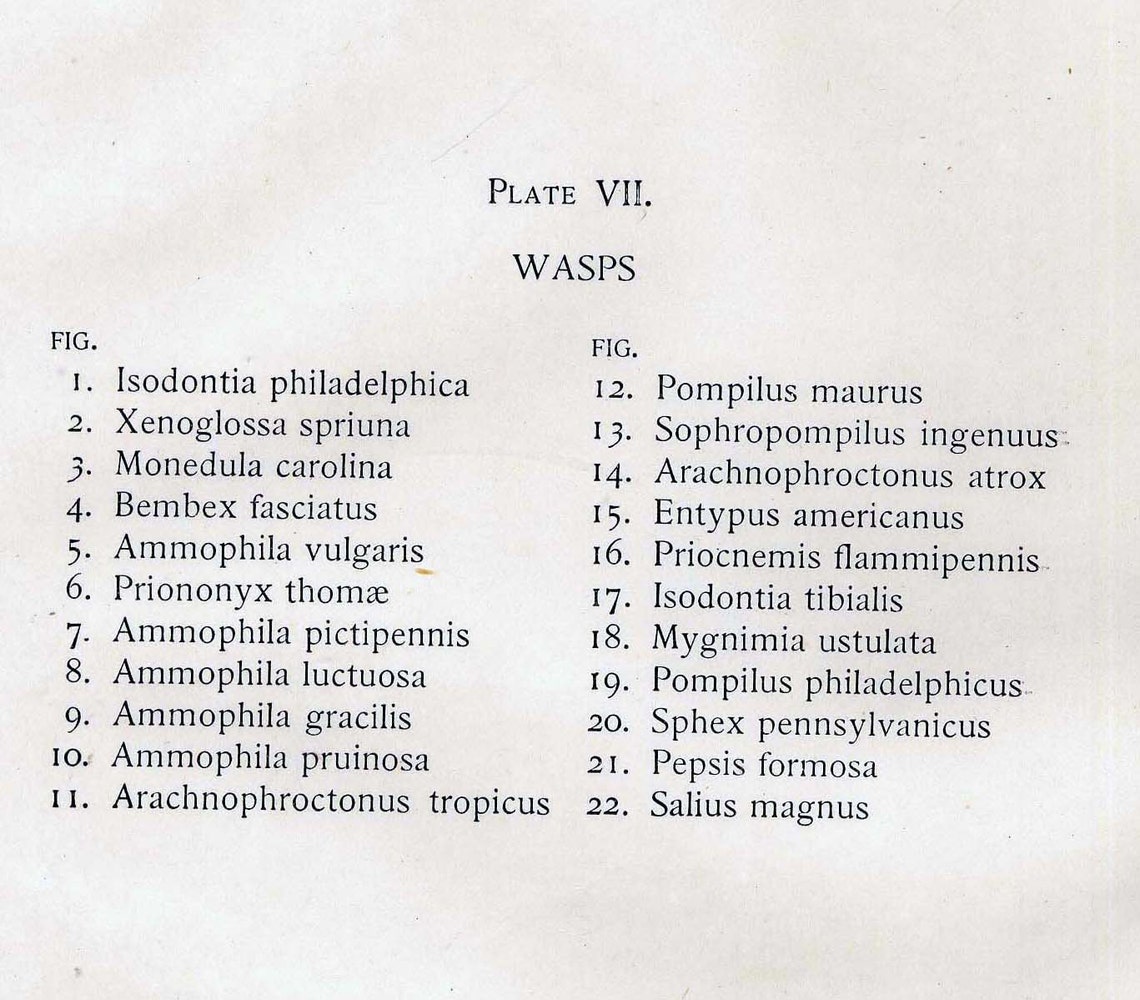 Wasp Chart Edwardian Entomology 1907 Natural History | Etsy