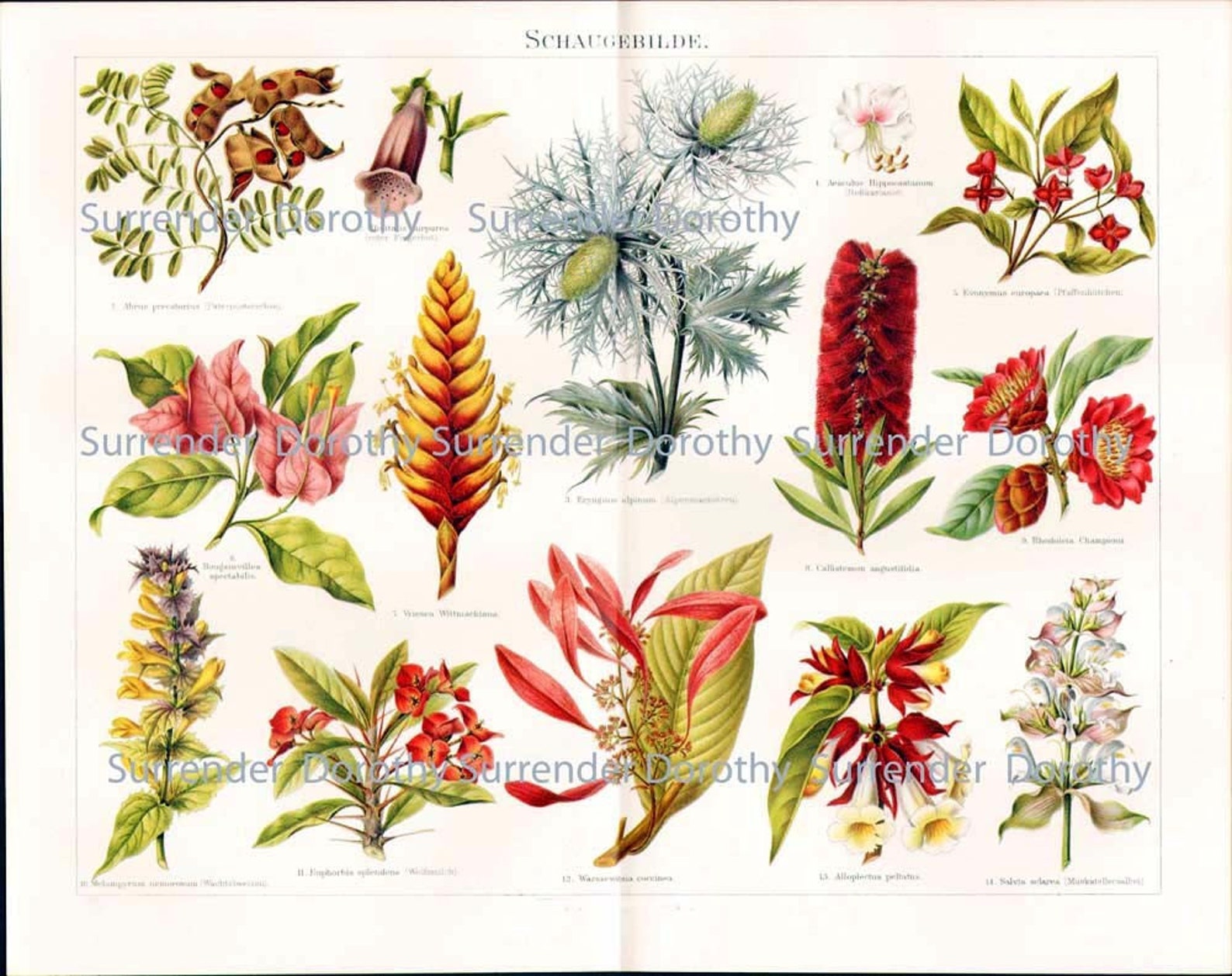 Exotic Flowers Antique Victorian Horticulture 1887 | Etsy