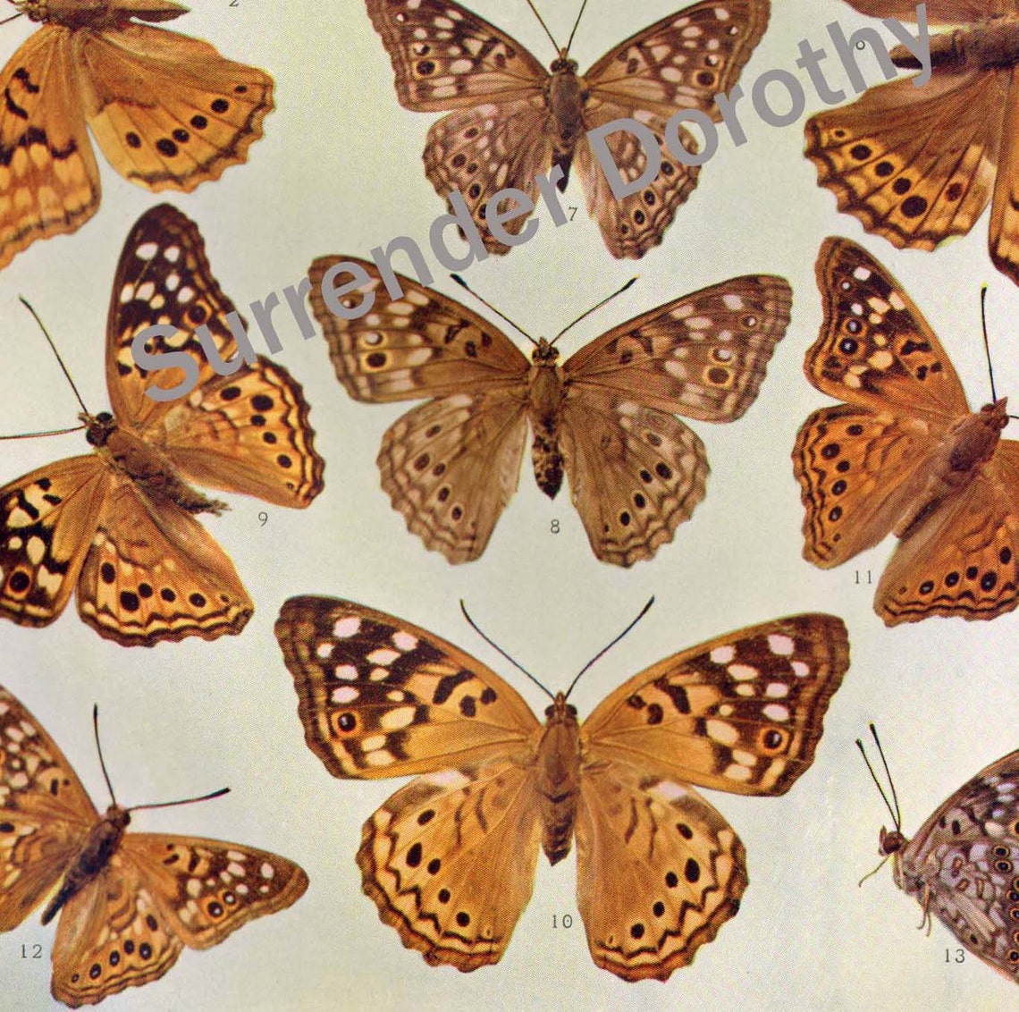 Argynnis Butterflies Entomology Chart Color Lithograph Natural | Etsy