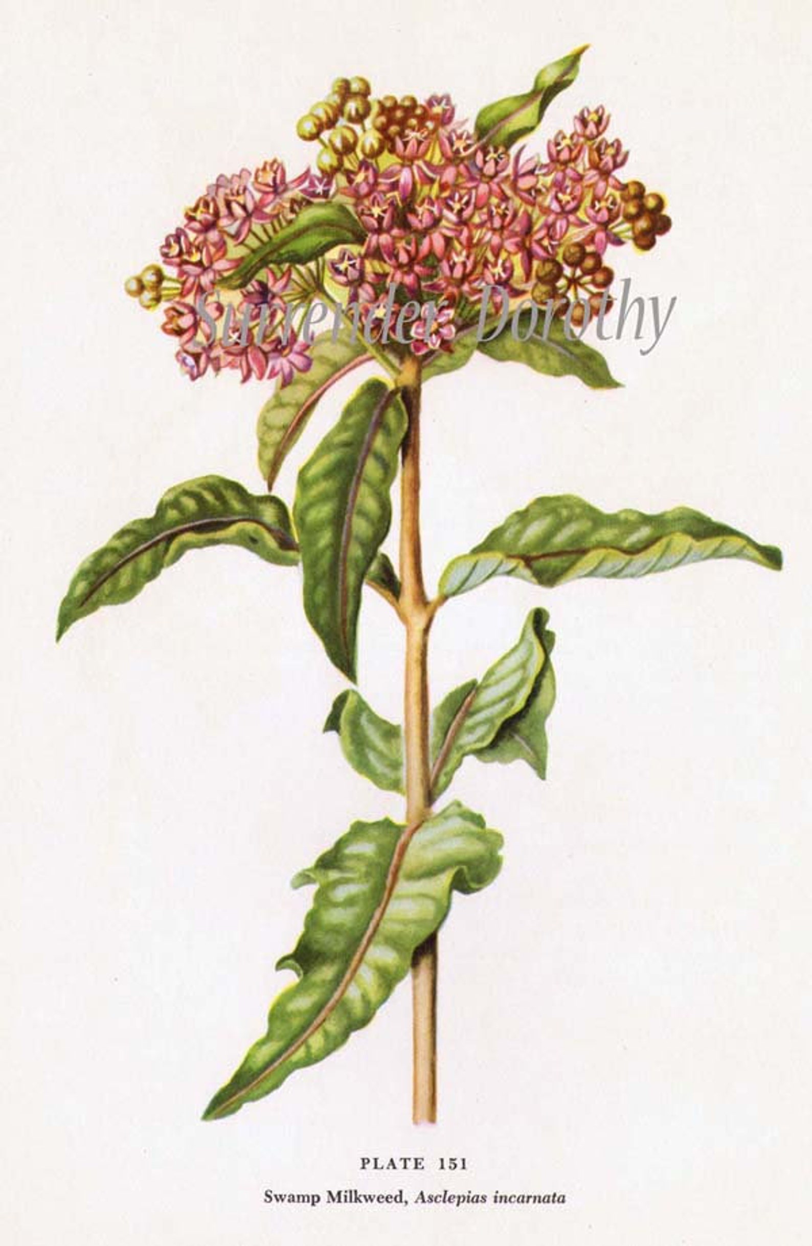 Swamp Milkweed Flowers Vintage Botanical Lithograph 1950s | Etsy