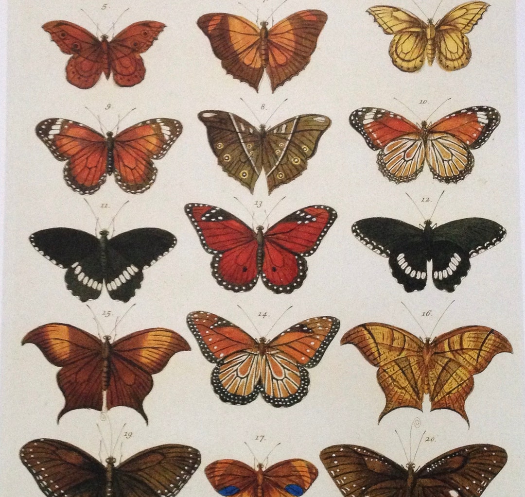 Tropical Butterfly Insects Seba Entomology Natural History Bug ...
