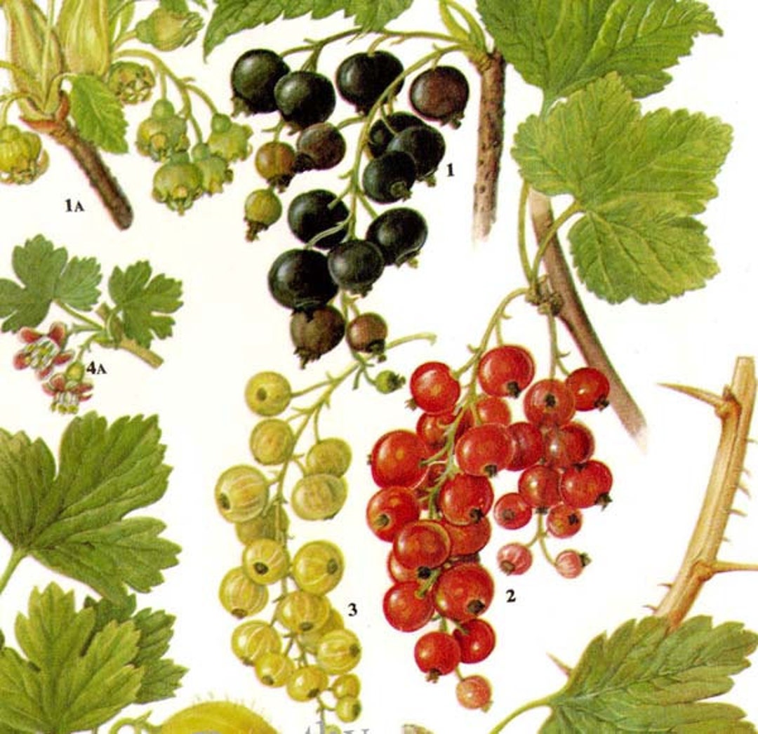 Currant Gooseberry Berry Fruit Chart Food Botanical Lithograph ...