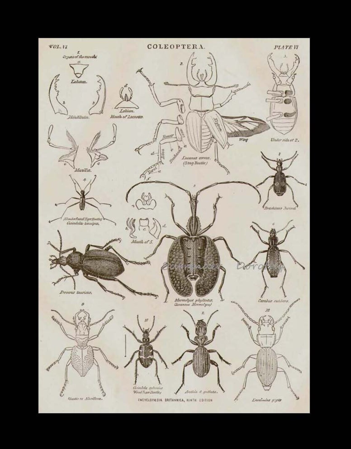 Beetles Coleoptera VI 1892 Victorian Entomology Antique Chart - Etsy