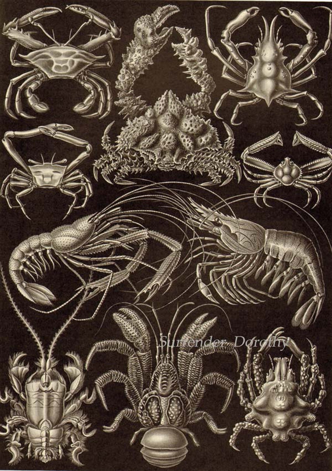 Sea Squirts Ascidae Haeckel Print Natural History Oceanography - Etsy
