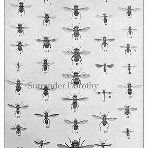Fly Chart Edwardian Entomology 1907 Natural History Rotogravure ...