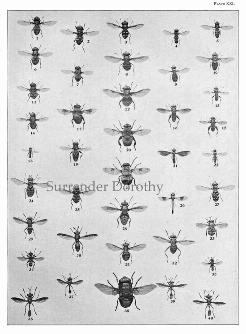 Fly Chart Edwardian Entomology 1907 Natural History - Etsy