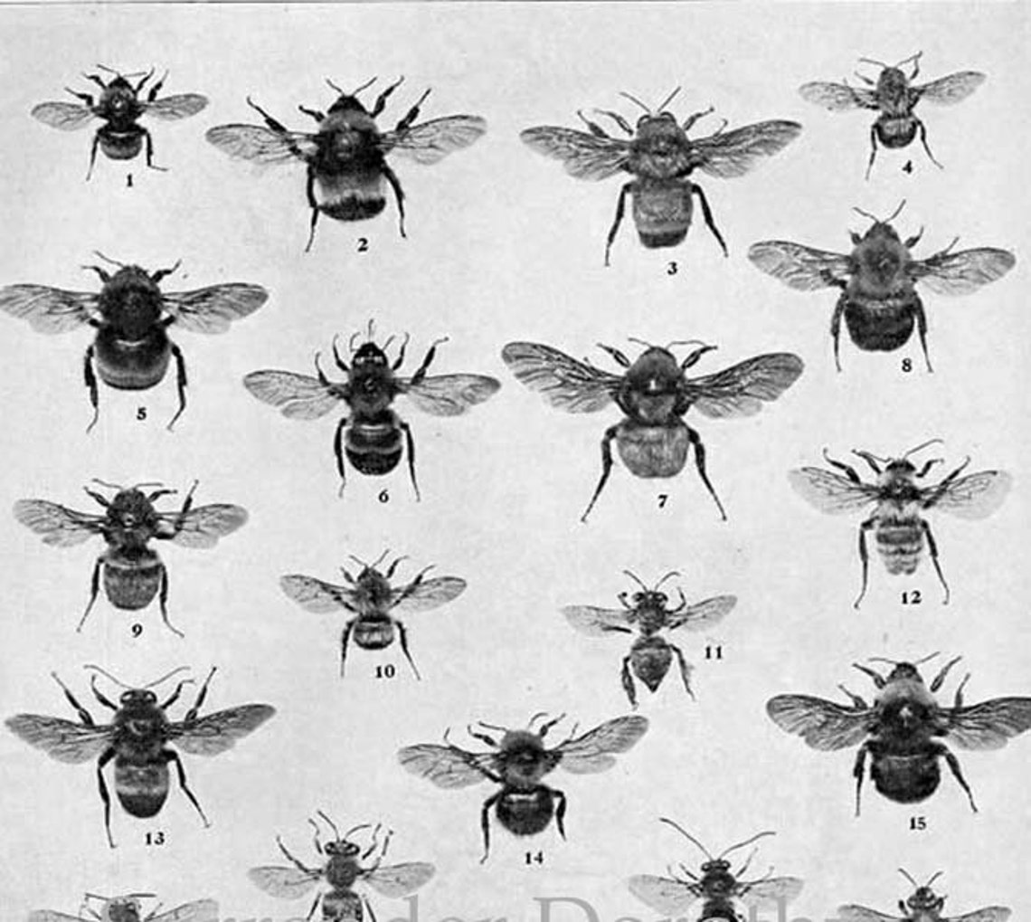 Bee Chart Edwardian Entomology 1907 Natural History Rotogravure ...