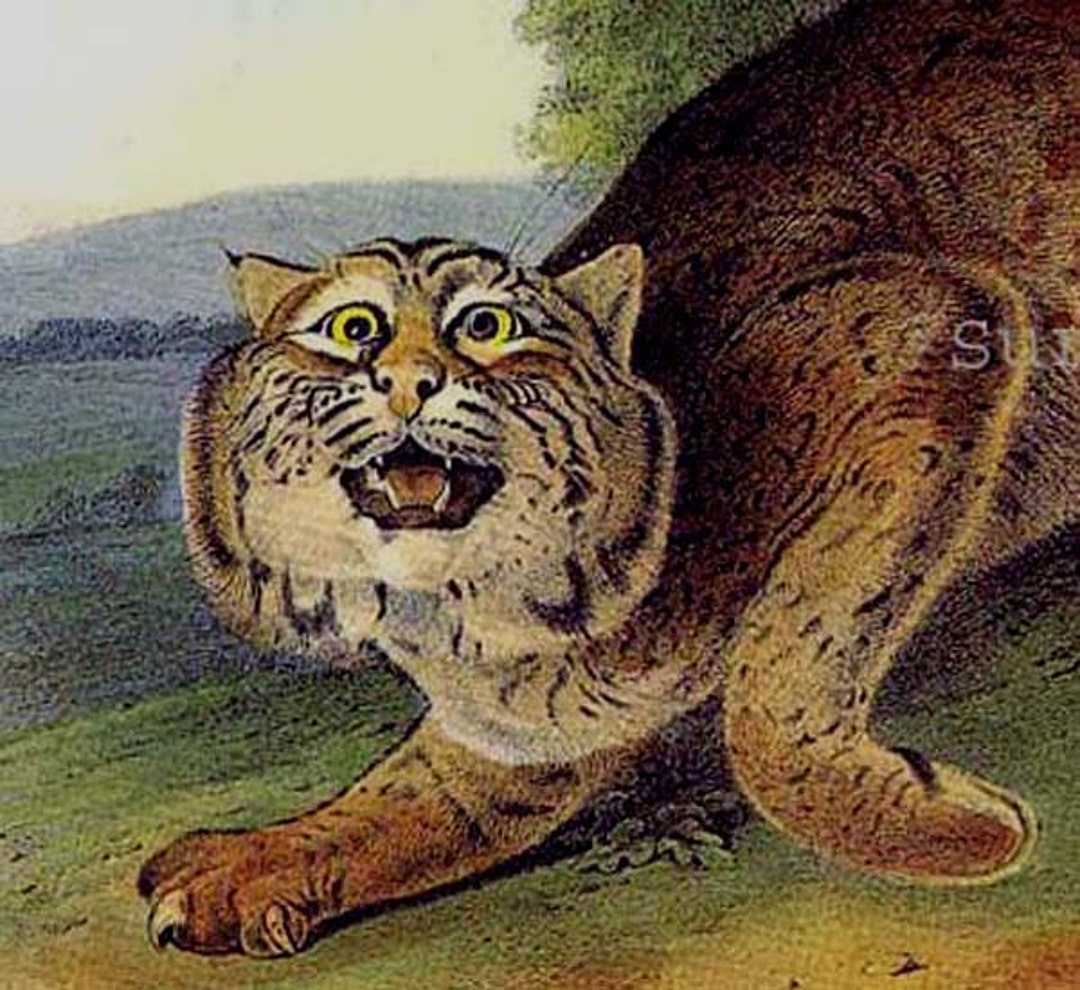 Common Wildcat Big Cat Lithograph Audubon Wild Animal Natural History ...