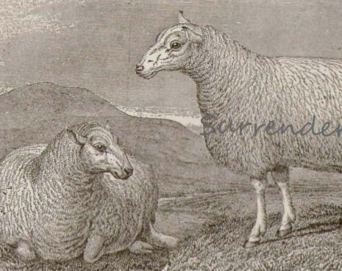 Sheep Breeds Cheviot & Black Faced Heath 1892 Victorian - Etsy