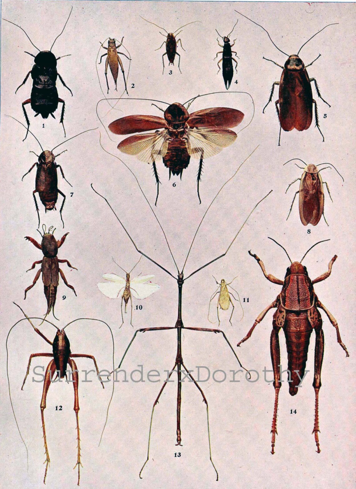 Walking Stick Cockroach Grasshopper Chart Vintage 1907 - Etsy