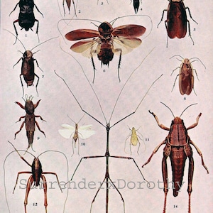 Walking Stick Cockroach Grasshopper Chart Vintage 1907 Edwardian ...