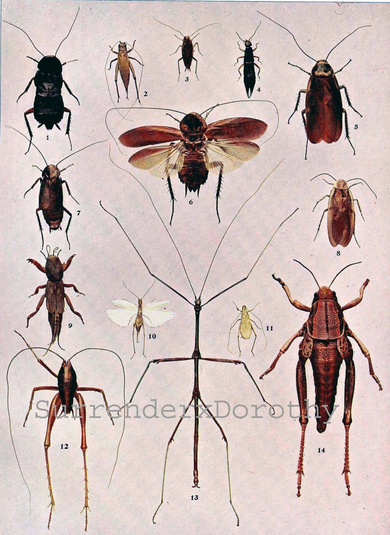 Walking Stick Cockroach Grasshopper Chart Vintage 1907 - Etsy