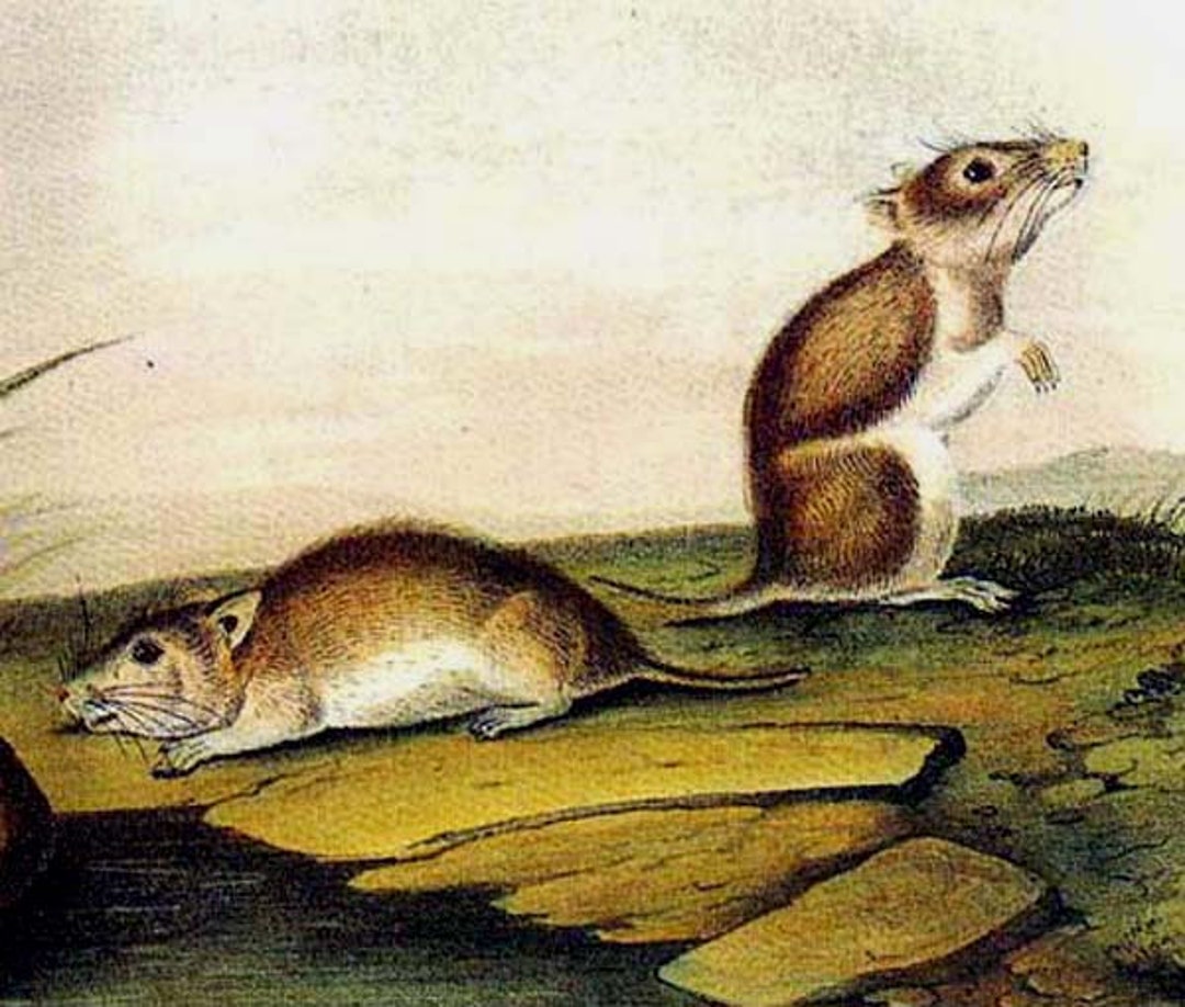 Missouri Mouse Audubon Vintage Wild Animal Color Lithograph Natural ...