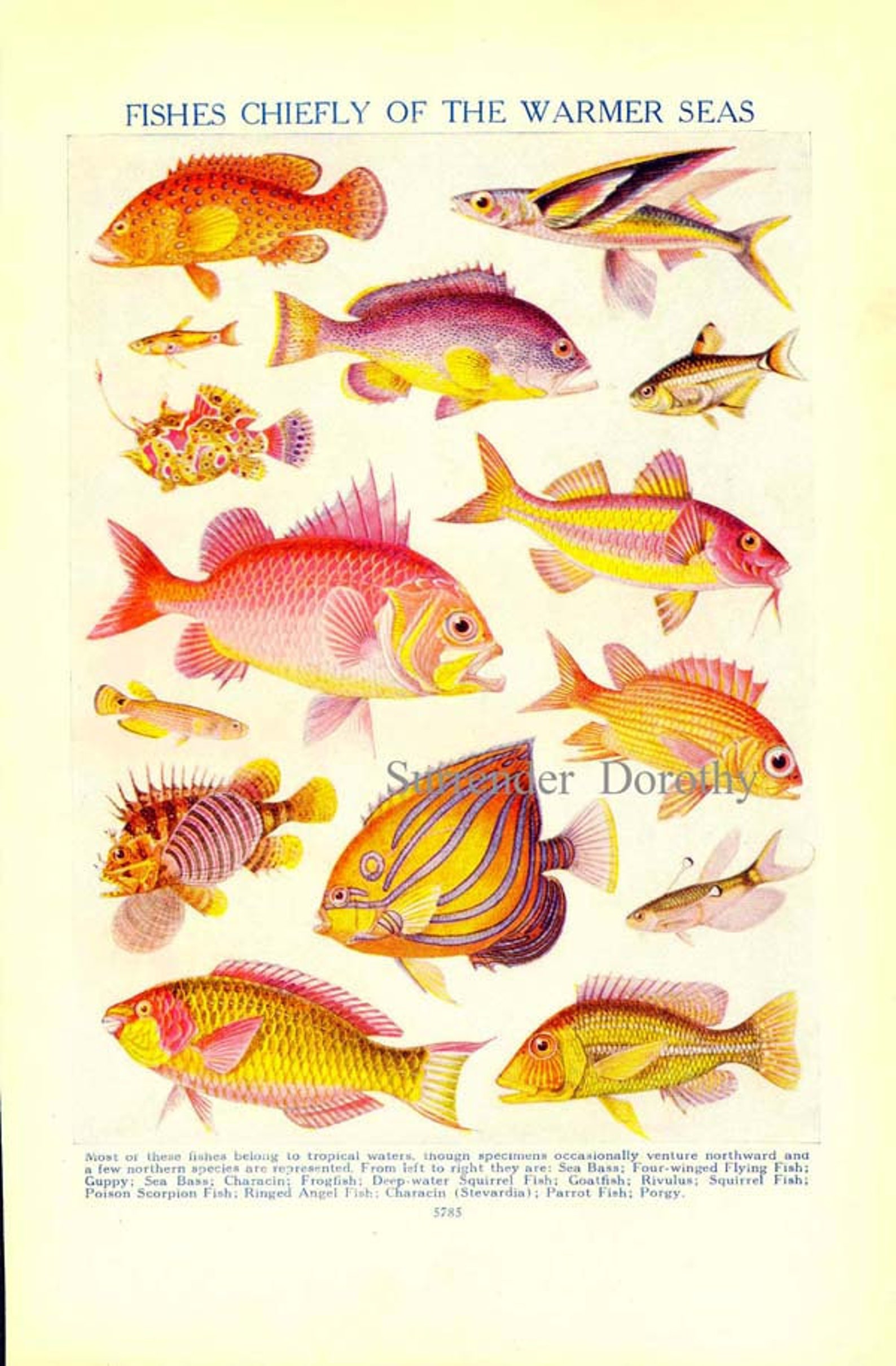 Tropical Fish Ichthyology Natural History Lithograph Chart 1920s Art ...