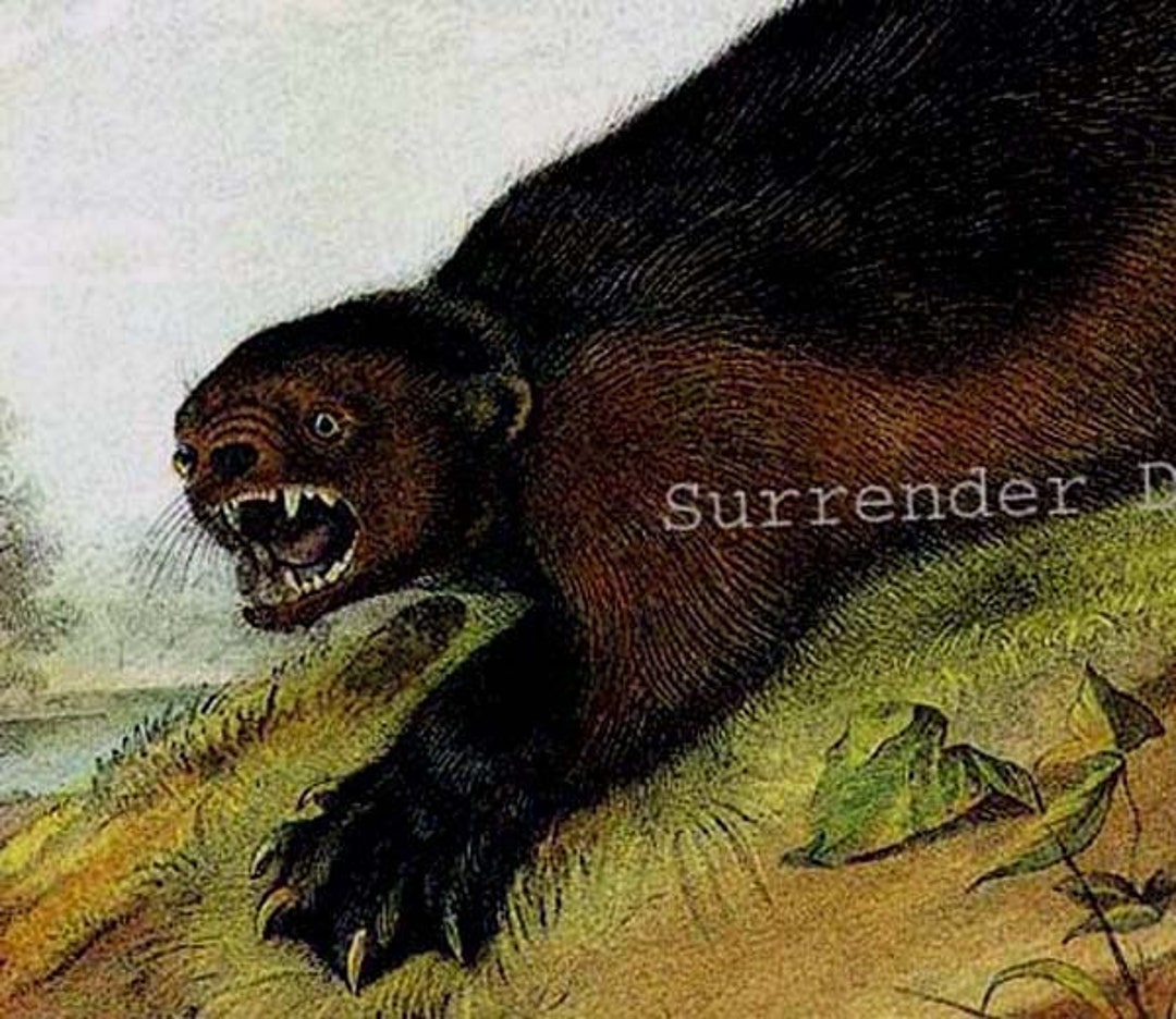 Wolverine Audubon Naturalist Vintage Wild Animal Lithograph Print ...