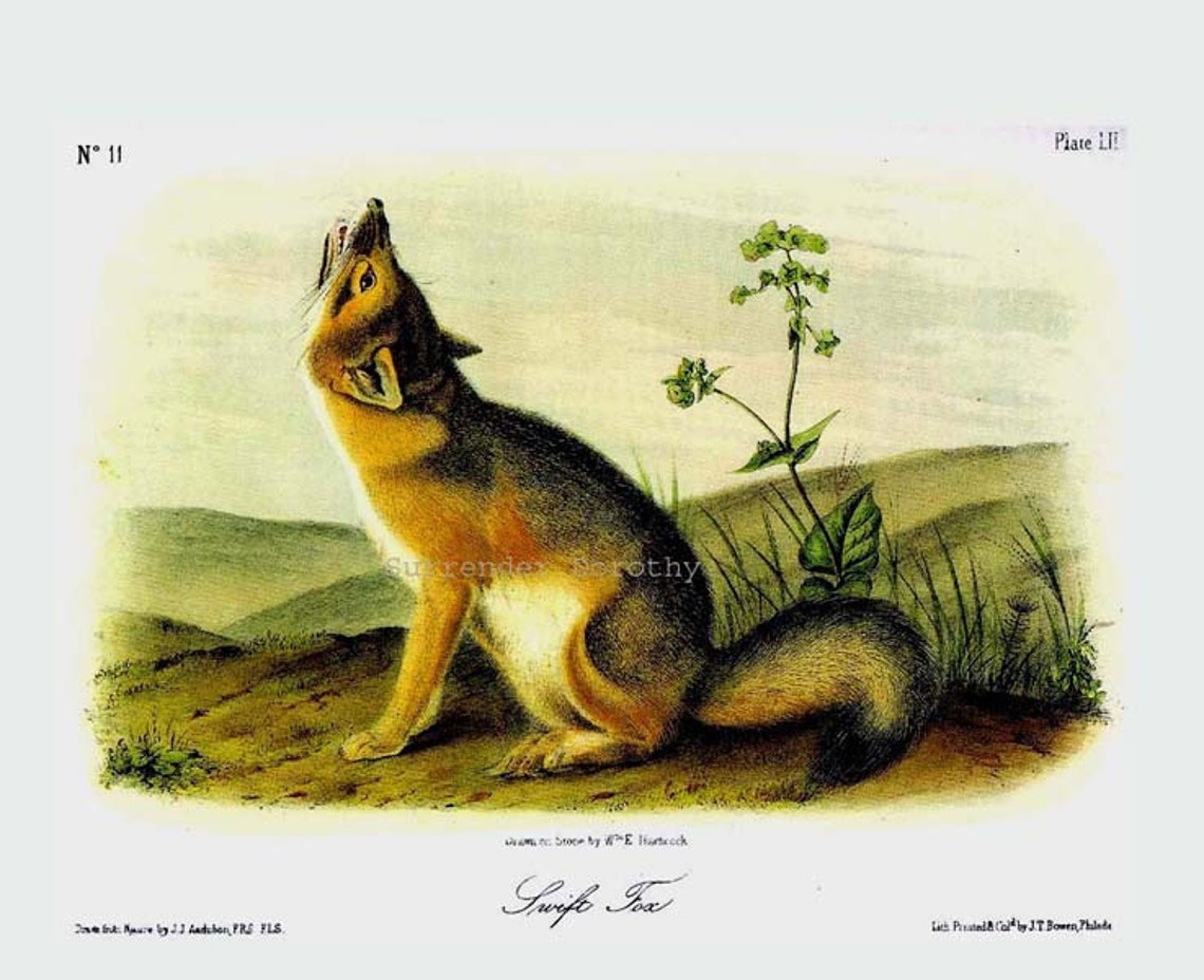 Swift Fox John J Audubon Vintage Wild Animal Print Natural - Etsy