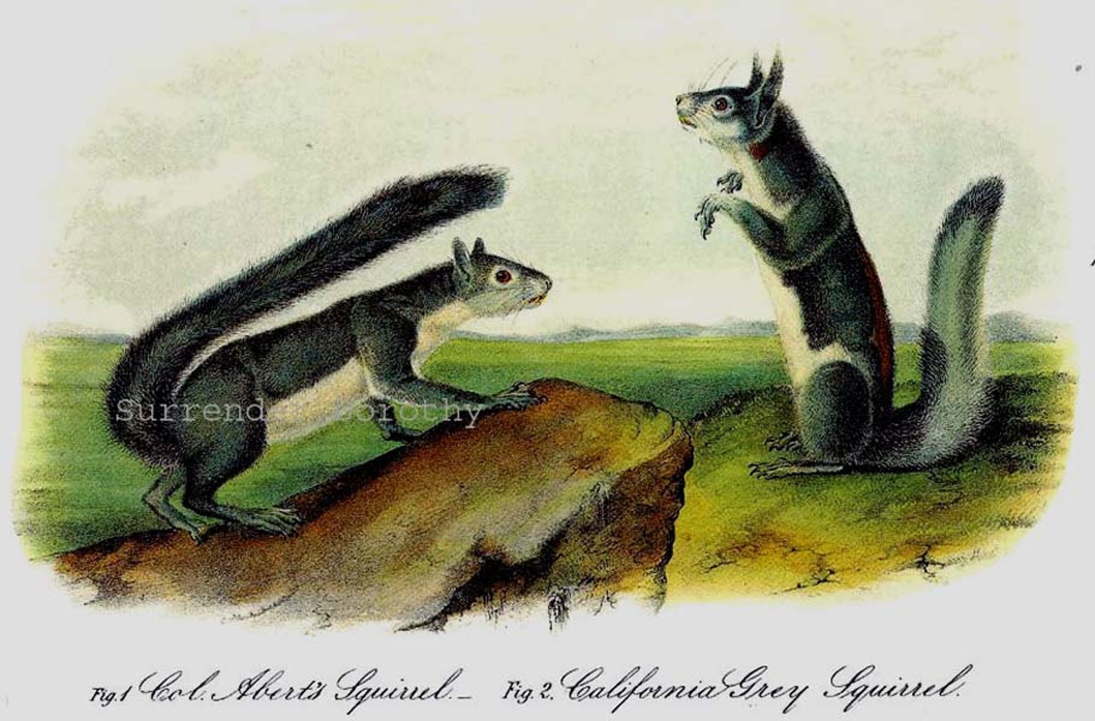 Col Albert's California & Grey Squirrel Audubon Vintage - Etsy