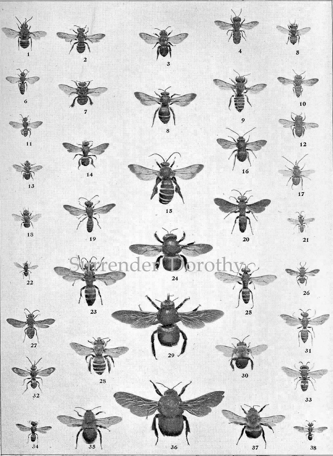 Bee Chart Edwardian Entomology Honeybees 1907 Natural History | Etsy