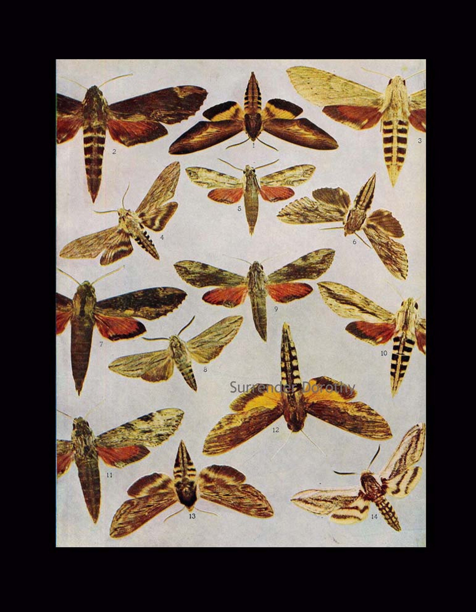 Hycoicas Errinyis Moth Chart 1907 Entomology Natural History | Etsy
