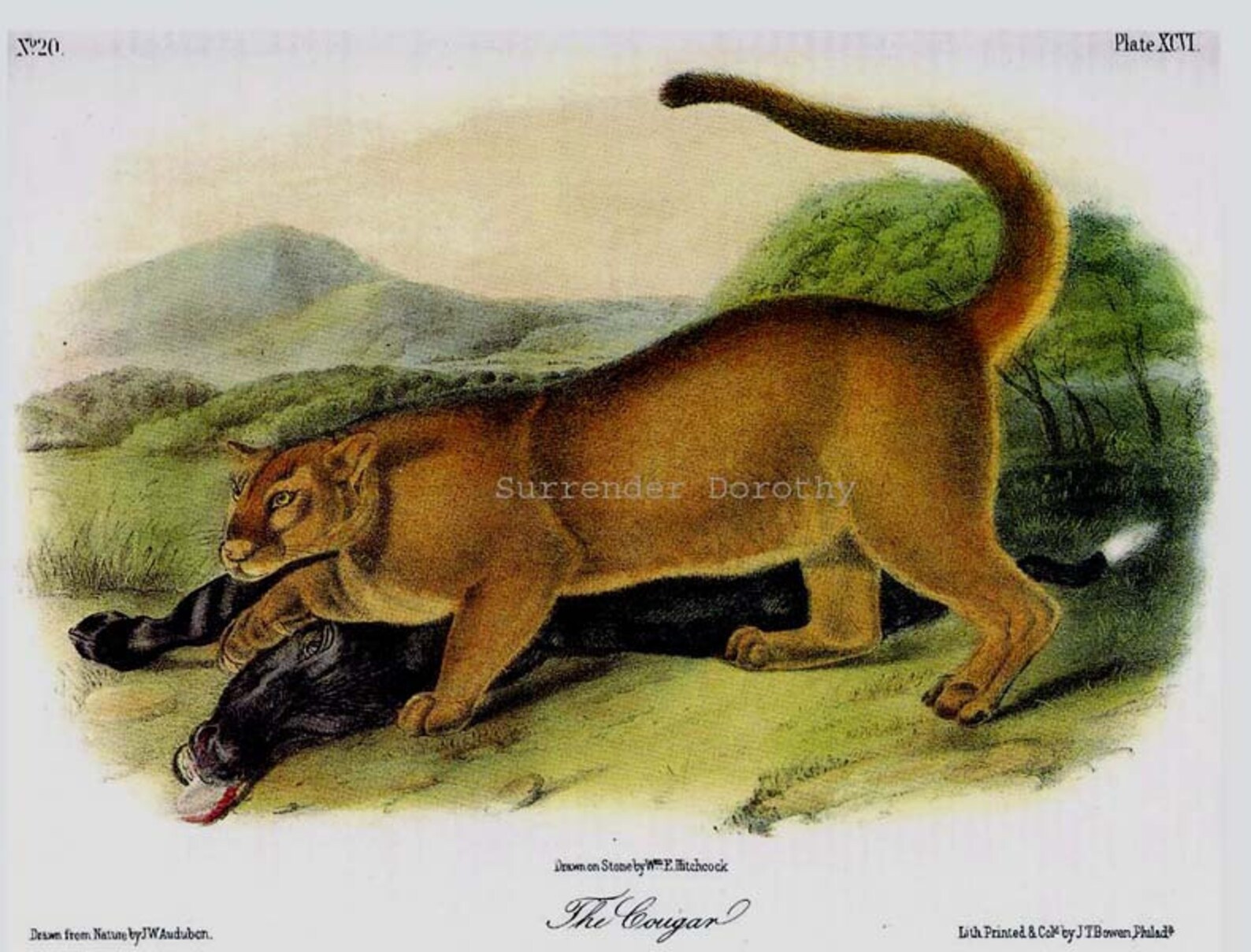 Cougar & Prey Big Cat Lithograph John J Audubon Wild Animal Natural ...