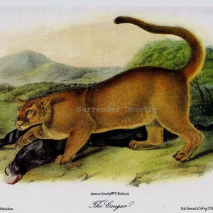 Cougar & Prey Big Cat Lithograph John J Audubon Wild Animal Natural ...
