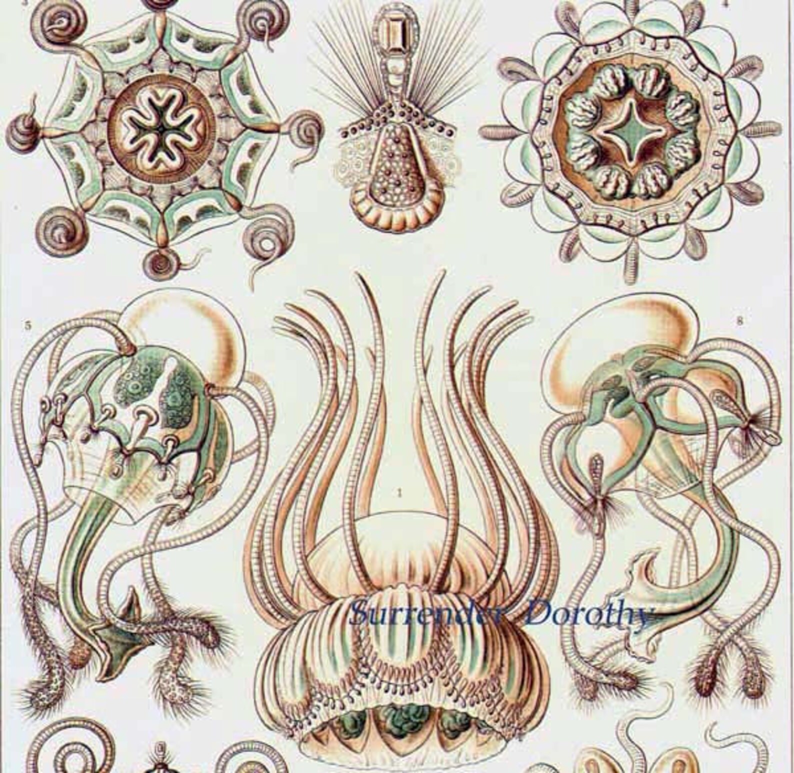 Narcomedusae Jellyfish Formations Haeckel Print in Pale Green - Etsy