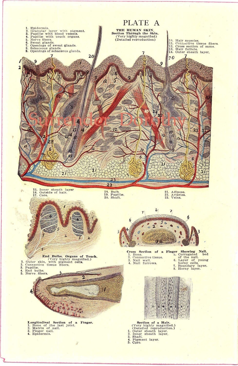 Dermatology Medical Chart Skin Human Anatomy 1920 Vintage | Etsy