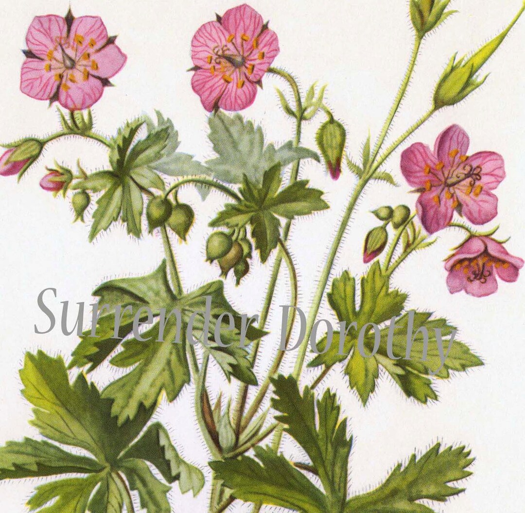 Spotted Cranesbill Geranium Flower Botanical Art Vintage Lithograph ...