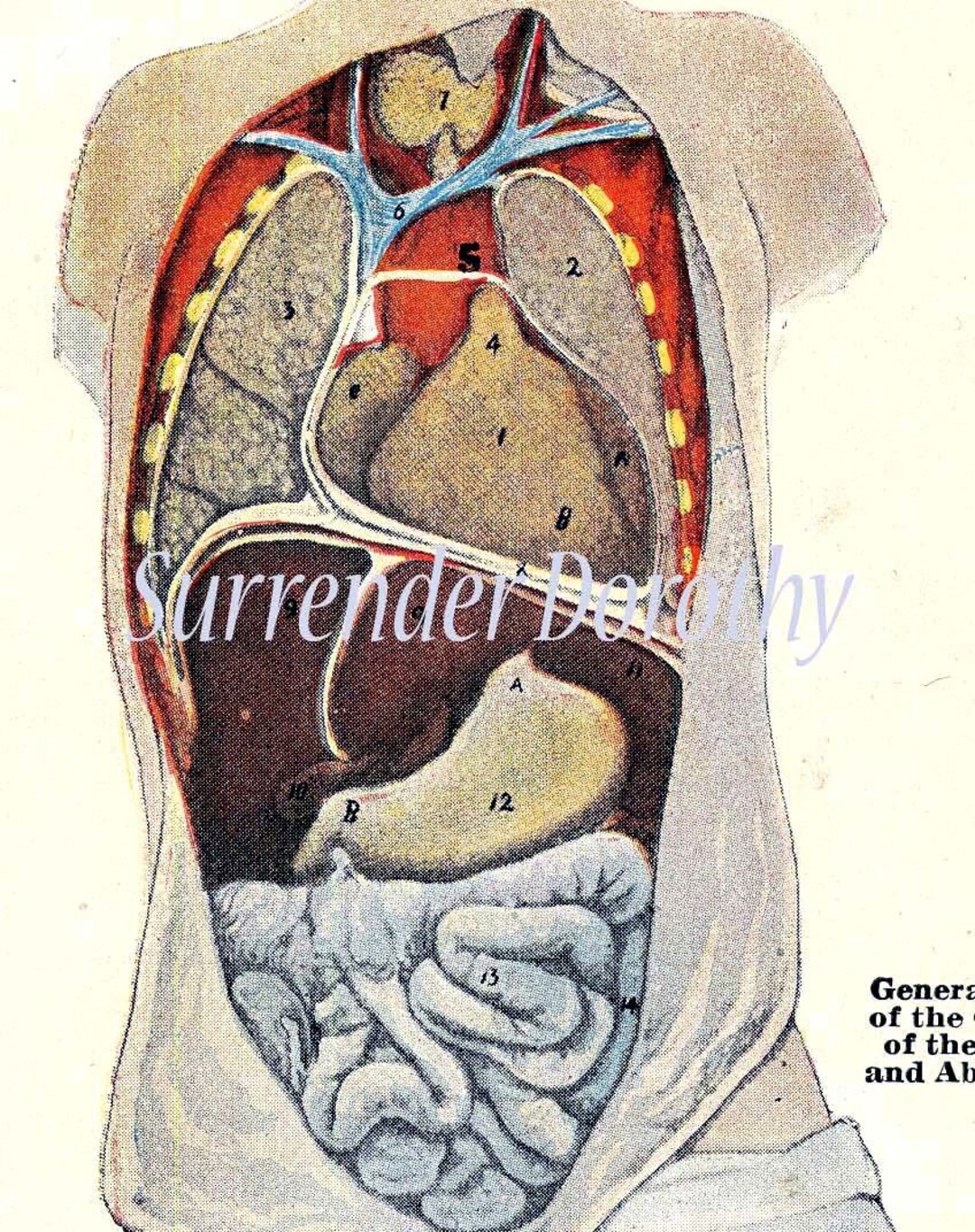 Human Anatomy Chest Abdomen Anterior Posterior Vintage Medical Chart ...