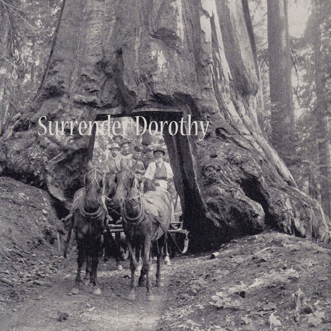 1890 Big Tree Giant Sequoia Yellowstone Park Rotogravure Photo ...