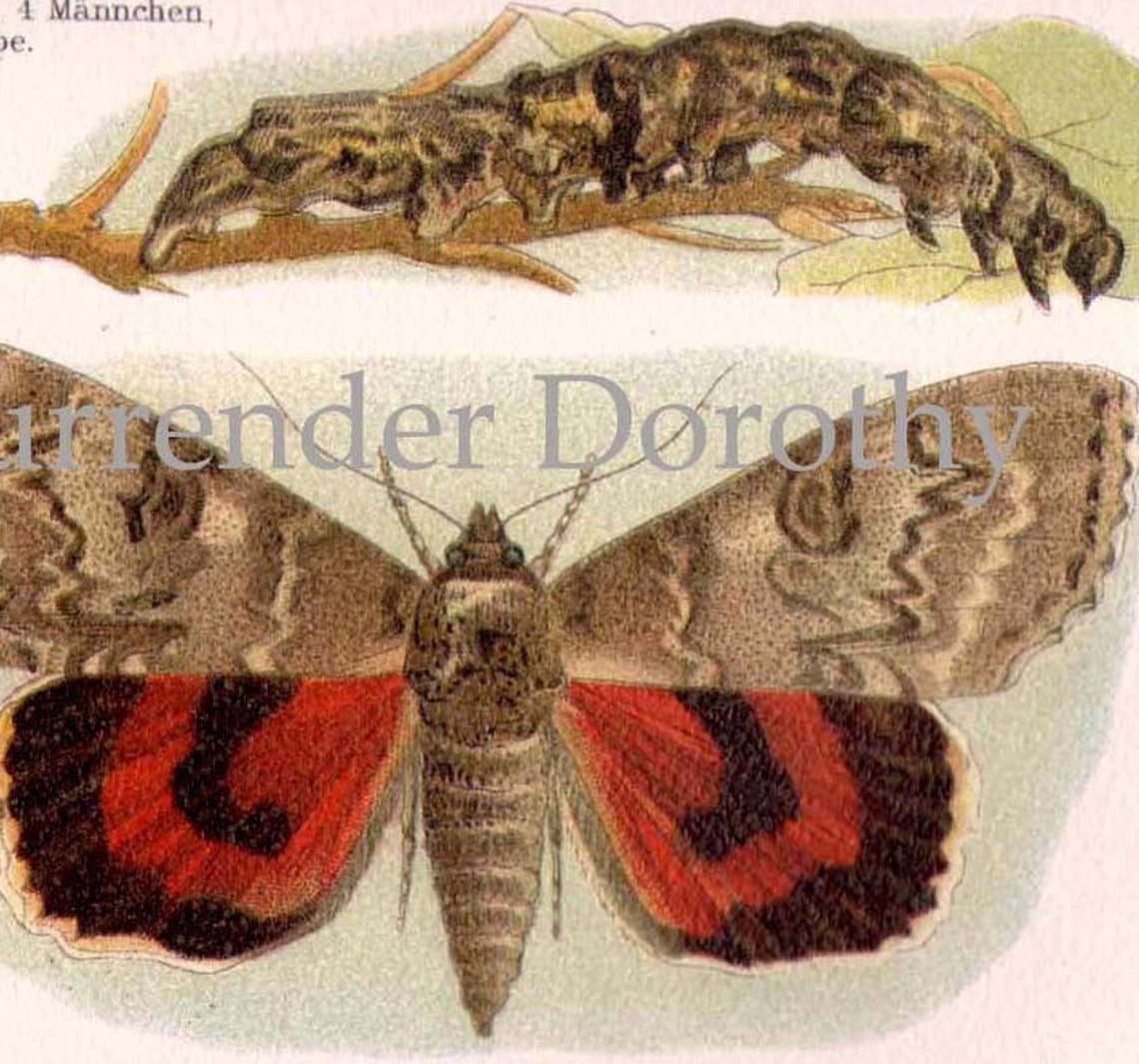 Silk Moth Metamorphosis Chart Vintage Victorian Entomology | Etsy