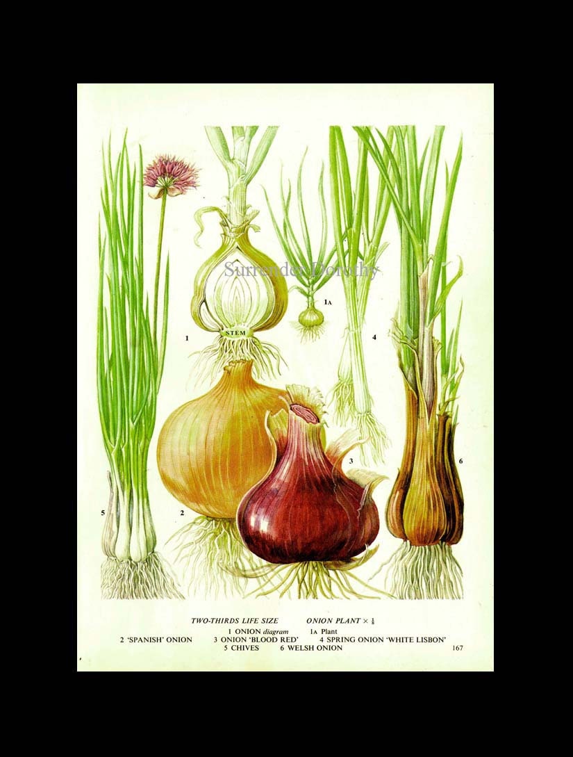 Onion Chart Vegetable Food Botanical Lithograph Illustration - Etsy