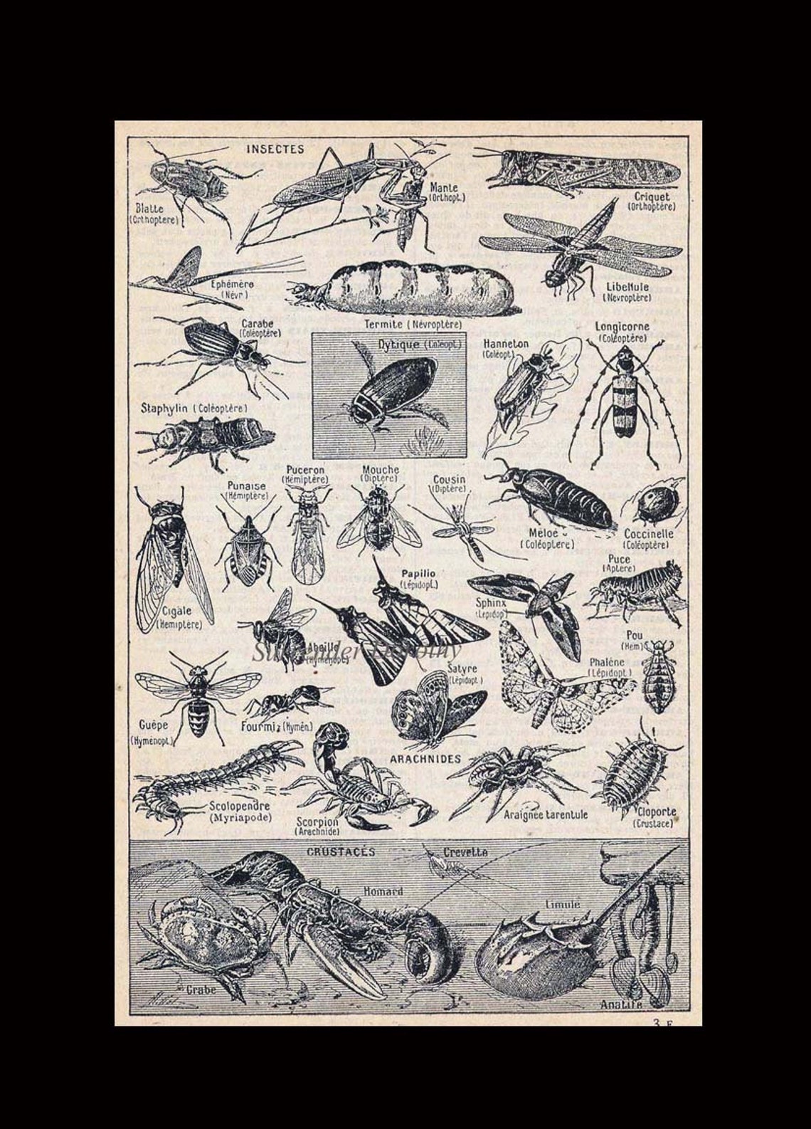 Insects & Crustaceans French Dictionary Paris France Natural | Etsy