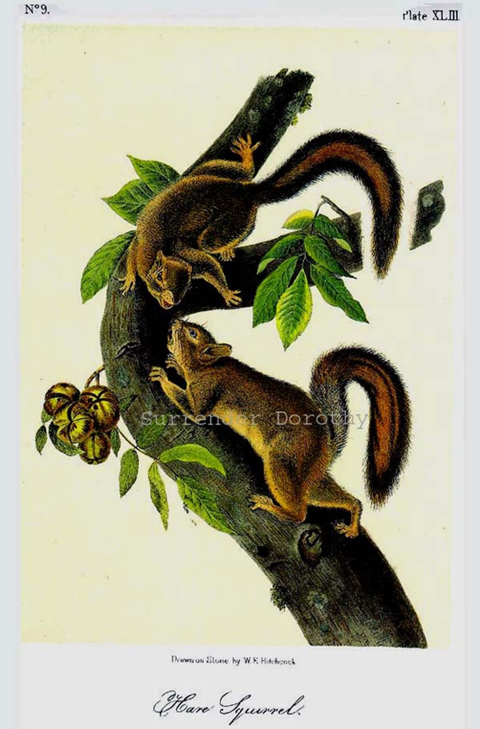 Hare Squirrel John J Audubon Print Natural History Wild Animal ...
