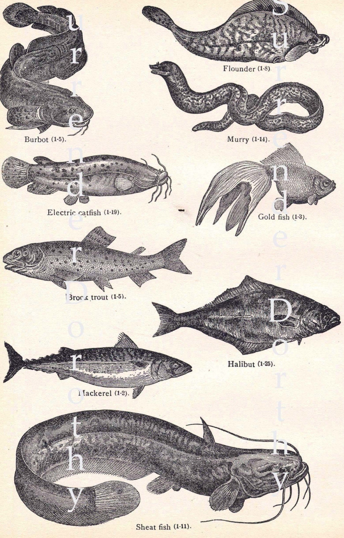 Nine Fish Natural History Chart 1906 Engraved Illustrations to | Etsy