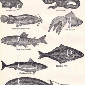 Nine Fish Natural History Chart 1906 Engraved Illustrations to Frame - Etsy