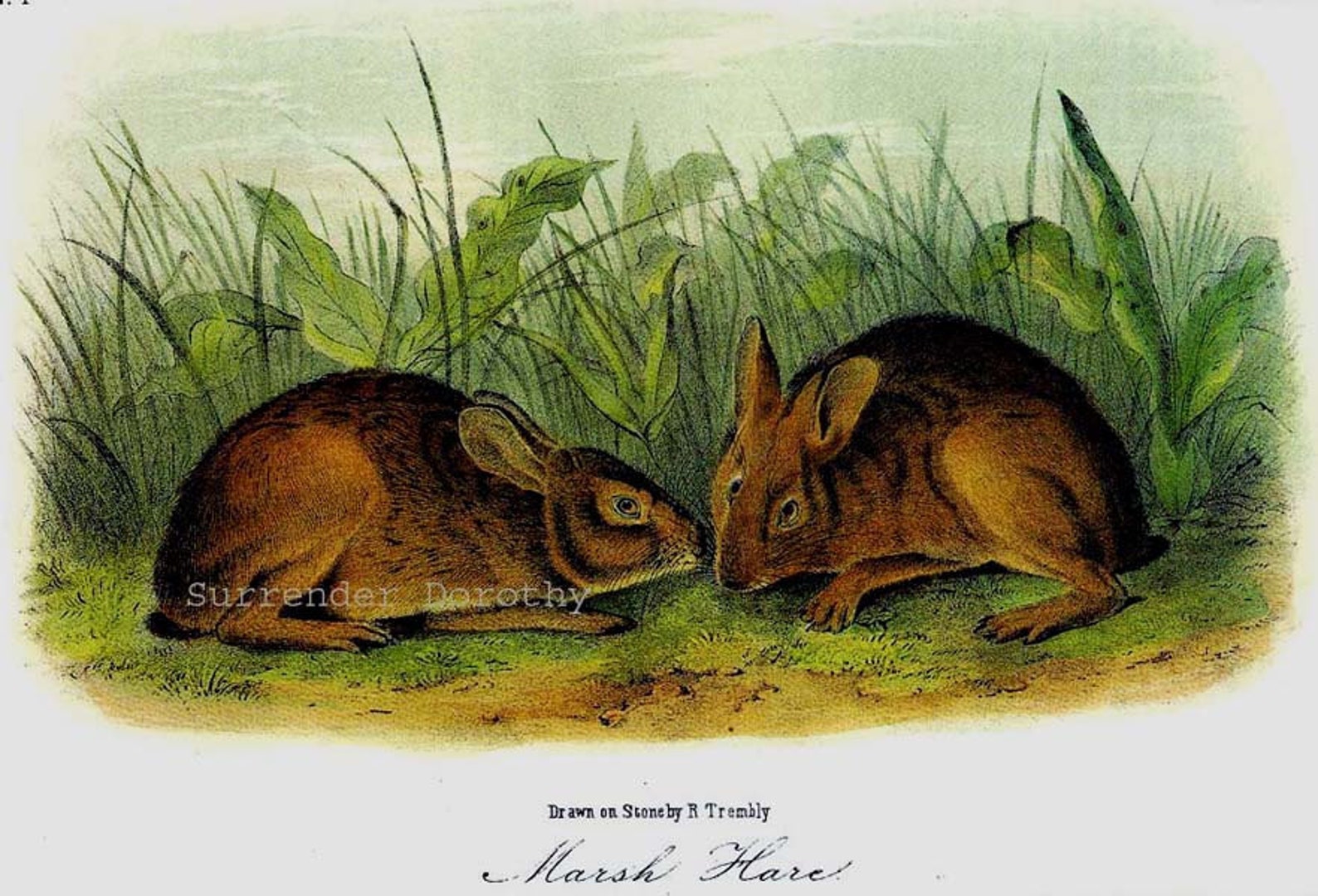 Marsh Hare Rabbit Audubon Naturalist Vintage Wild Animal - Etsy