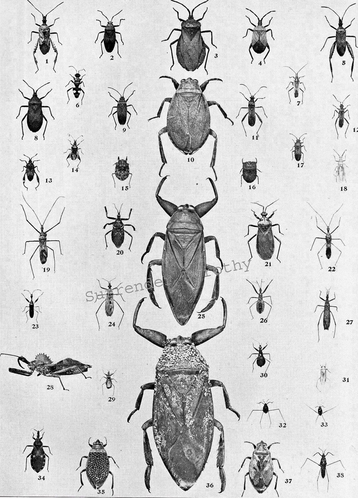 Beetles Chart Vintage Bugs Edwardian Entomology 1907 Natural History ...
