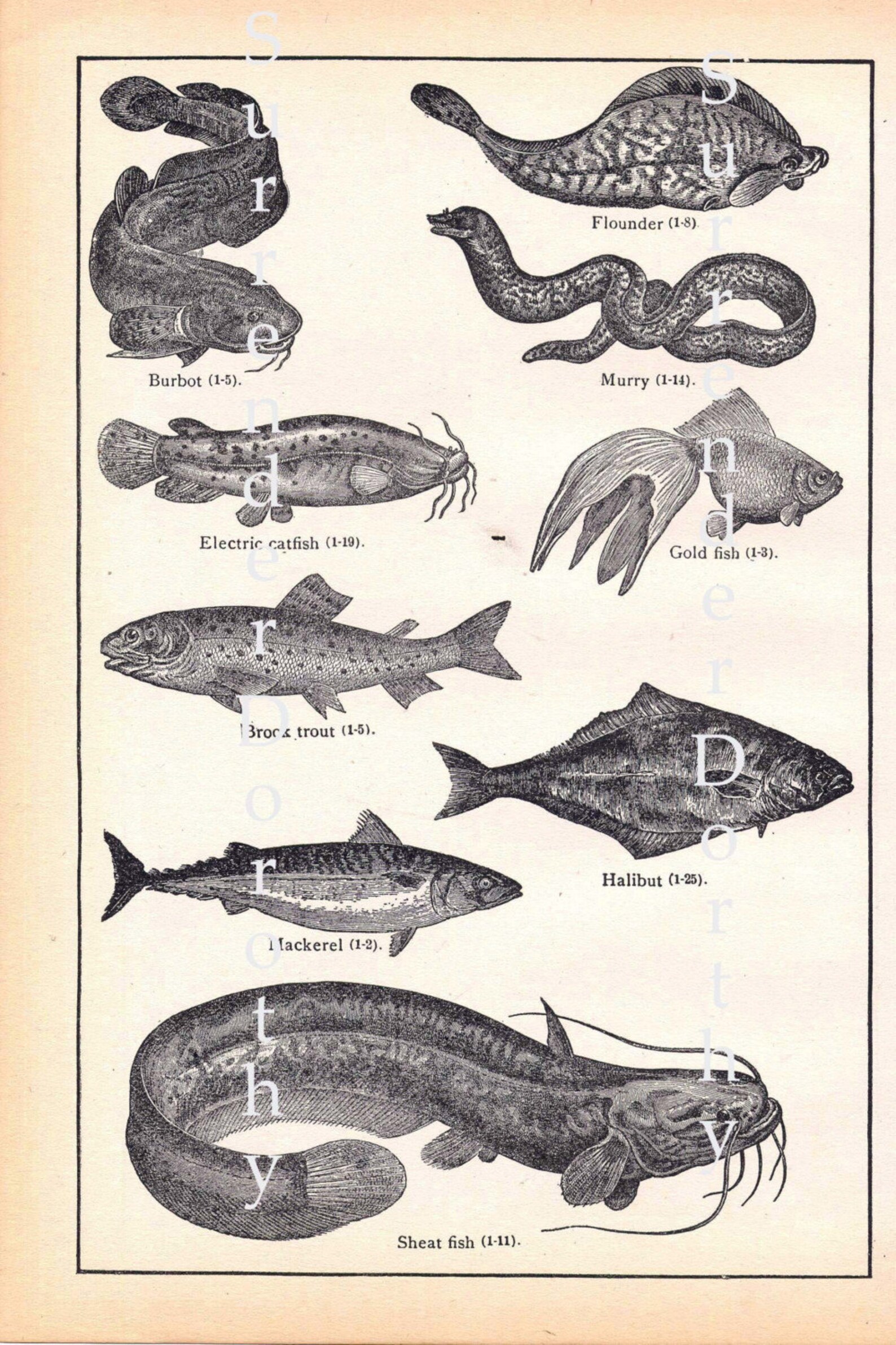 Nine Fish Natural History Chart 1906 Engraved Illustrations to - Etsy