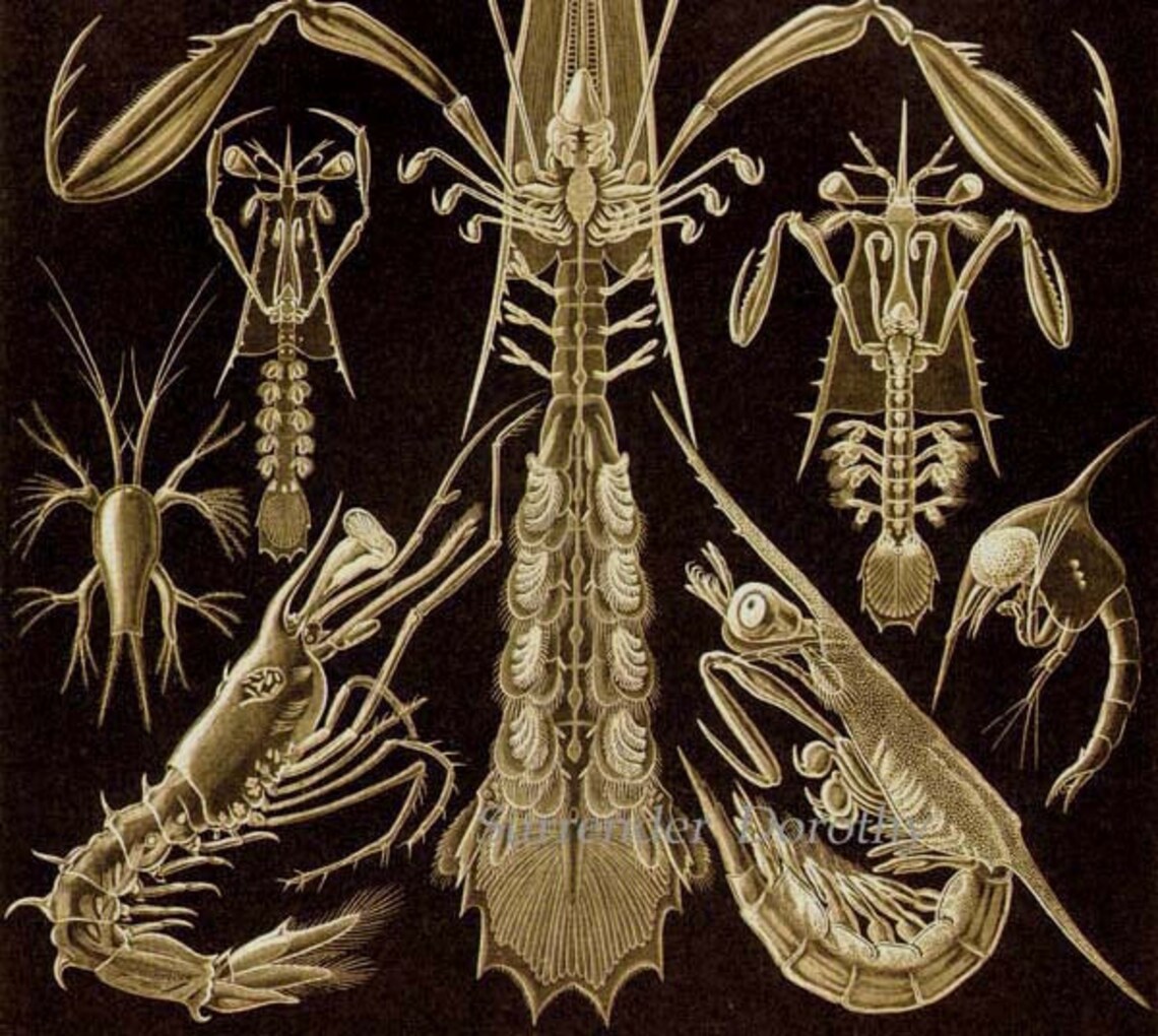 Crab Shrimp Lobster Krill Shellfish Haeckel Print Vintage | Etsy