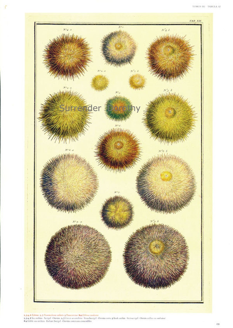 Edible Sea Urchins Seba Conchology Natural History Seashell | Etsy