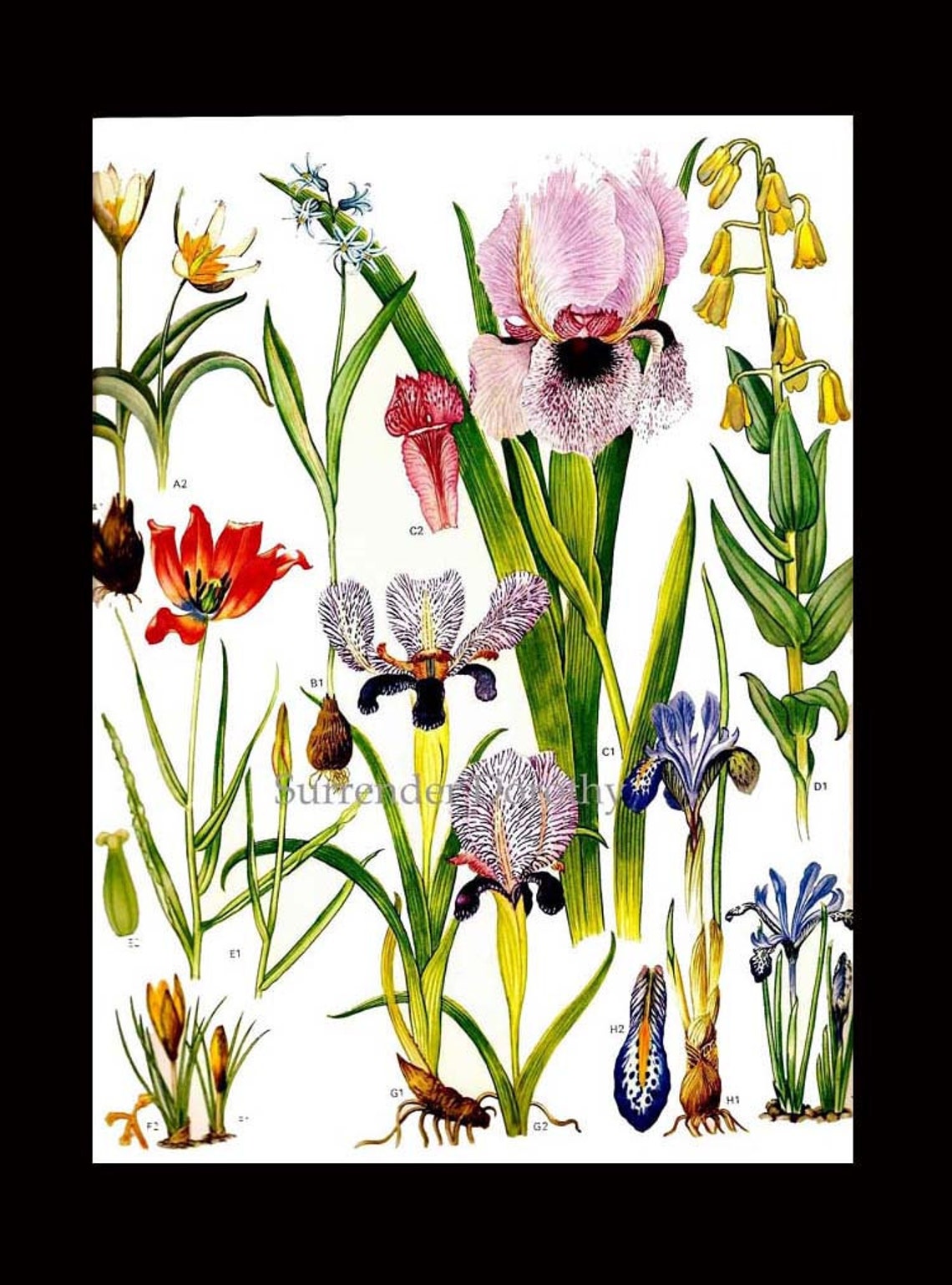 Iris & Tulips Flowers Middle East Botanical Exotica 1969 Large Vintage ...