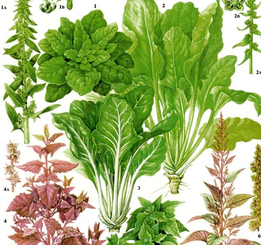 Spinach Swiss Chard Salad Plant Flowers Food Chart Vegetable Botanical ...