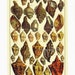 Turret & Auger Shells South Pacific Caribbean Seba Conchology Natural ...