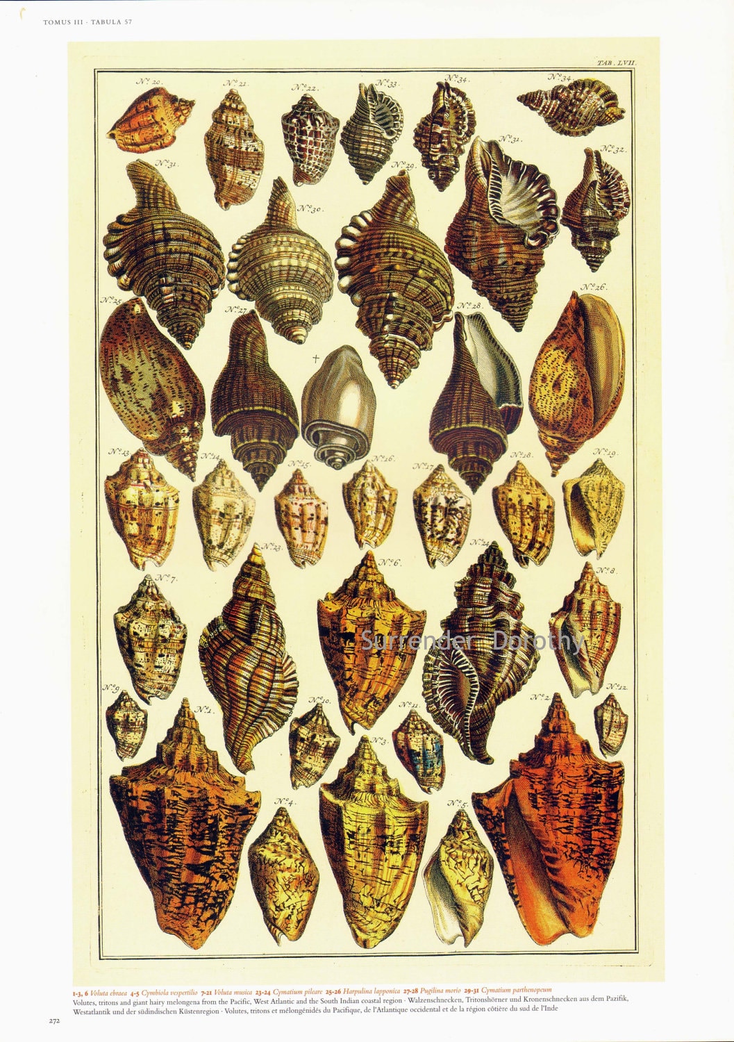 Turret & Auger Shells South Pacific Caribbean Seba Conchology Natural ...
