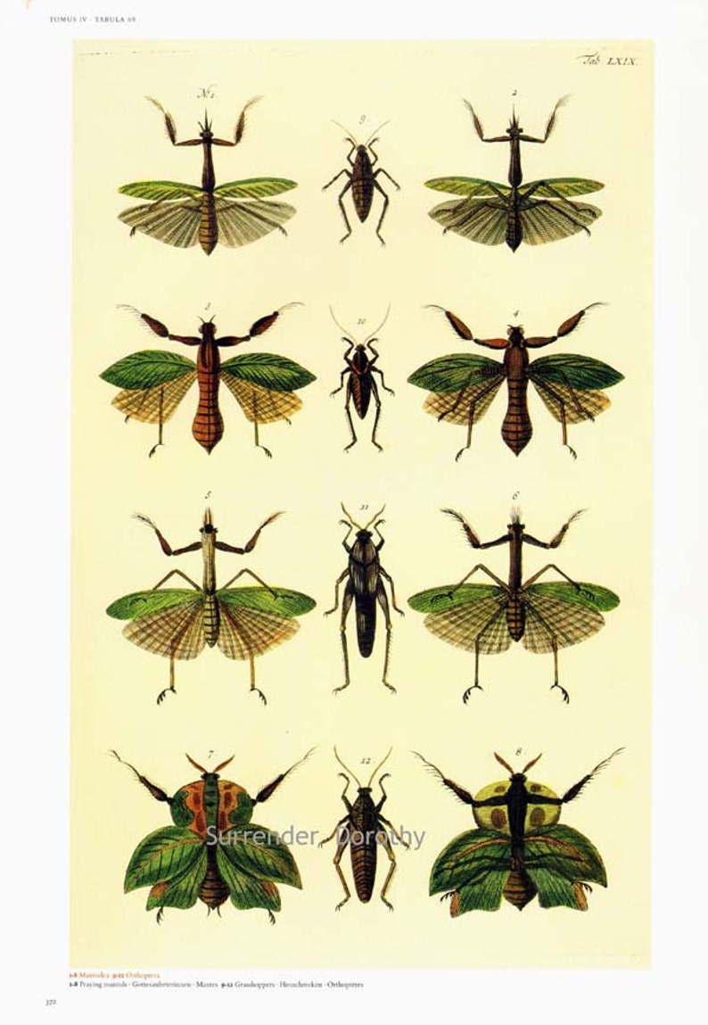 Dragonfly Praying Mantis & Walking Violin Insects Seba Entomology ...