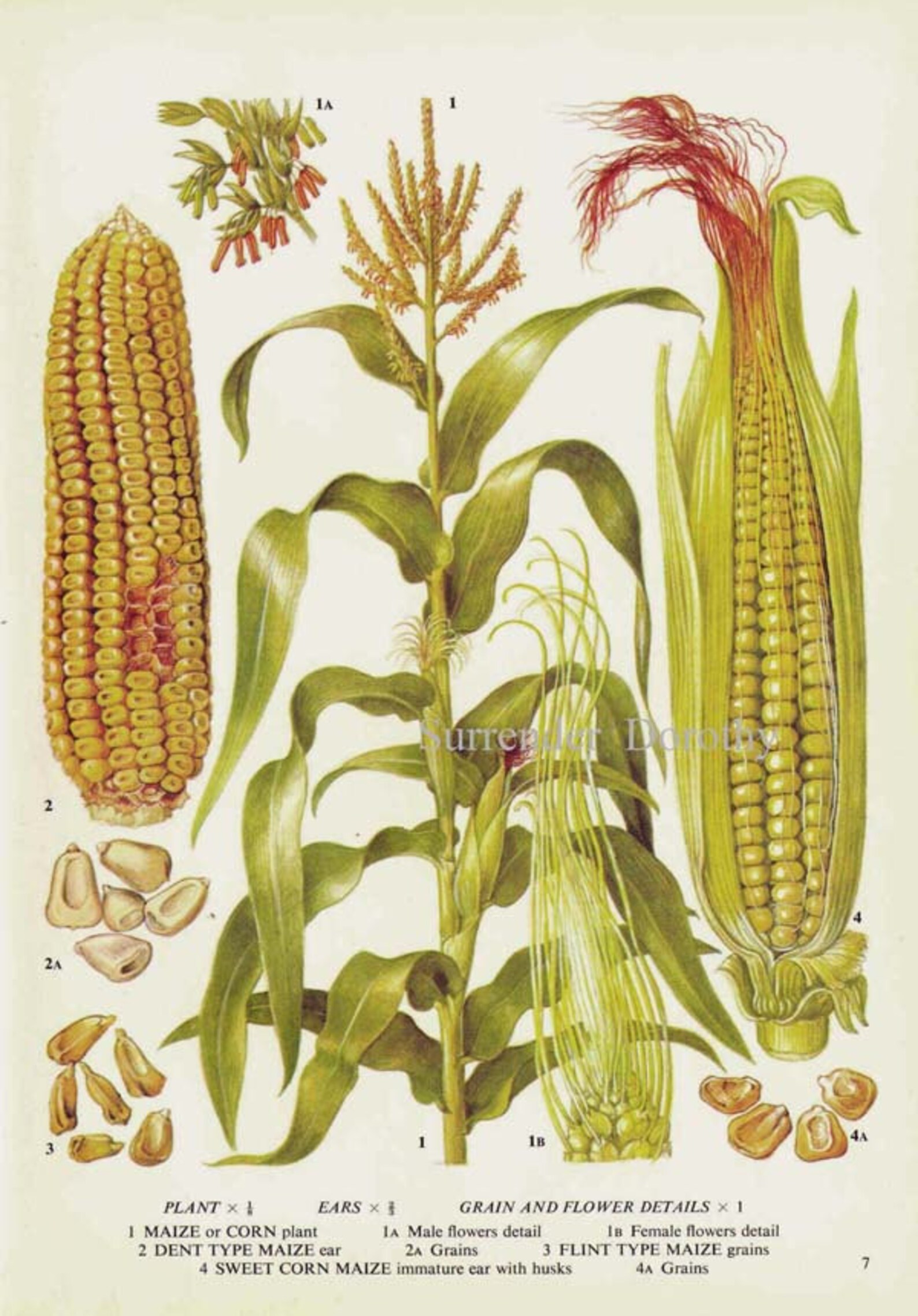 Corn Maize Cereal Grain Food Chart Botanical Lithograph Illustration ...
