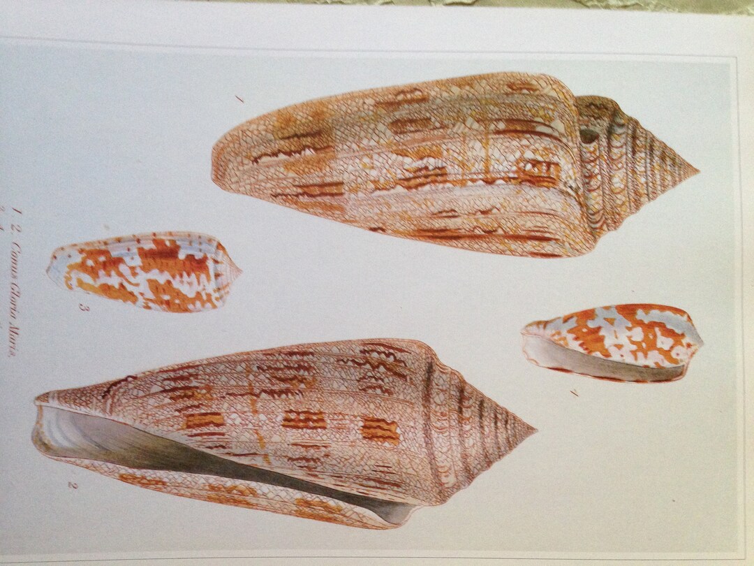 Glory of the Sea Cone Shells Conchology Natural History Seashell ...
