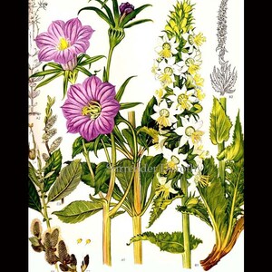Campanula & Musk Willow Flowers Middle East Botanical Exotica 1969 ...